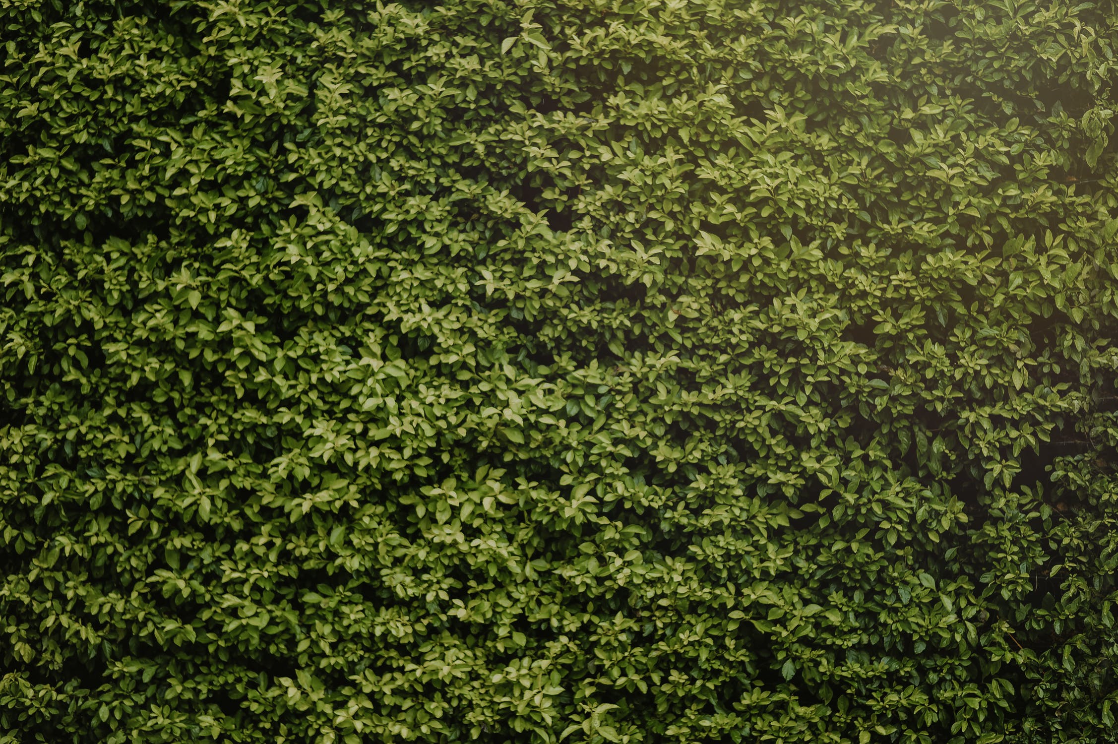 5 tips voor een natuurlijke afscheiding van je tuin – Adotta Uncane ...